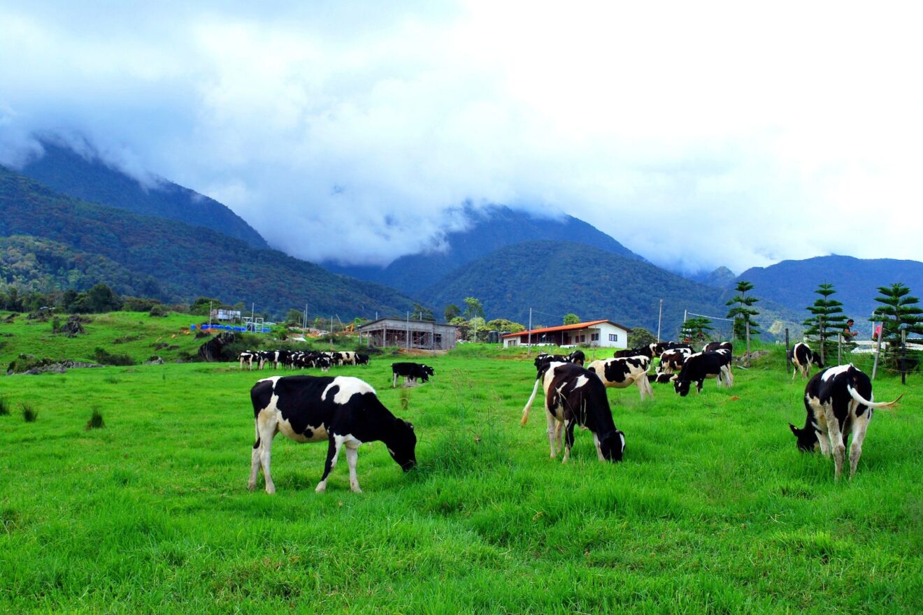 6 Must-Visit Attractions In Kundasang, Sabah | Milas Travel